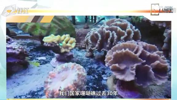 世界环境日: 在中国南海种珊瑚的日子