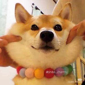 爆笑狗狗丫 