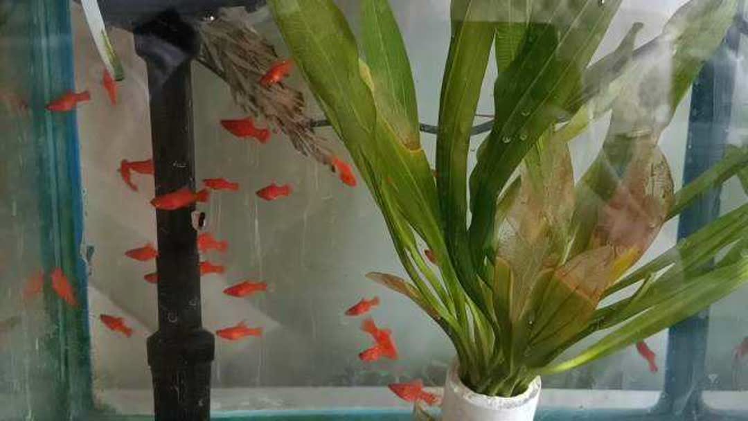 水草作用太强了,空气缸真好看,养鱼就得勤观察