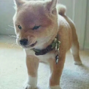 瓜狗子一条 