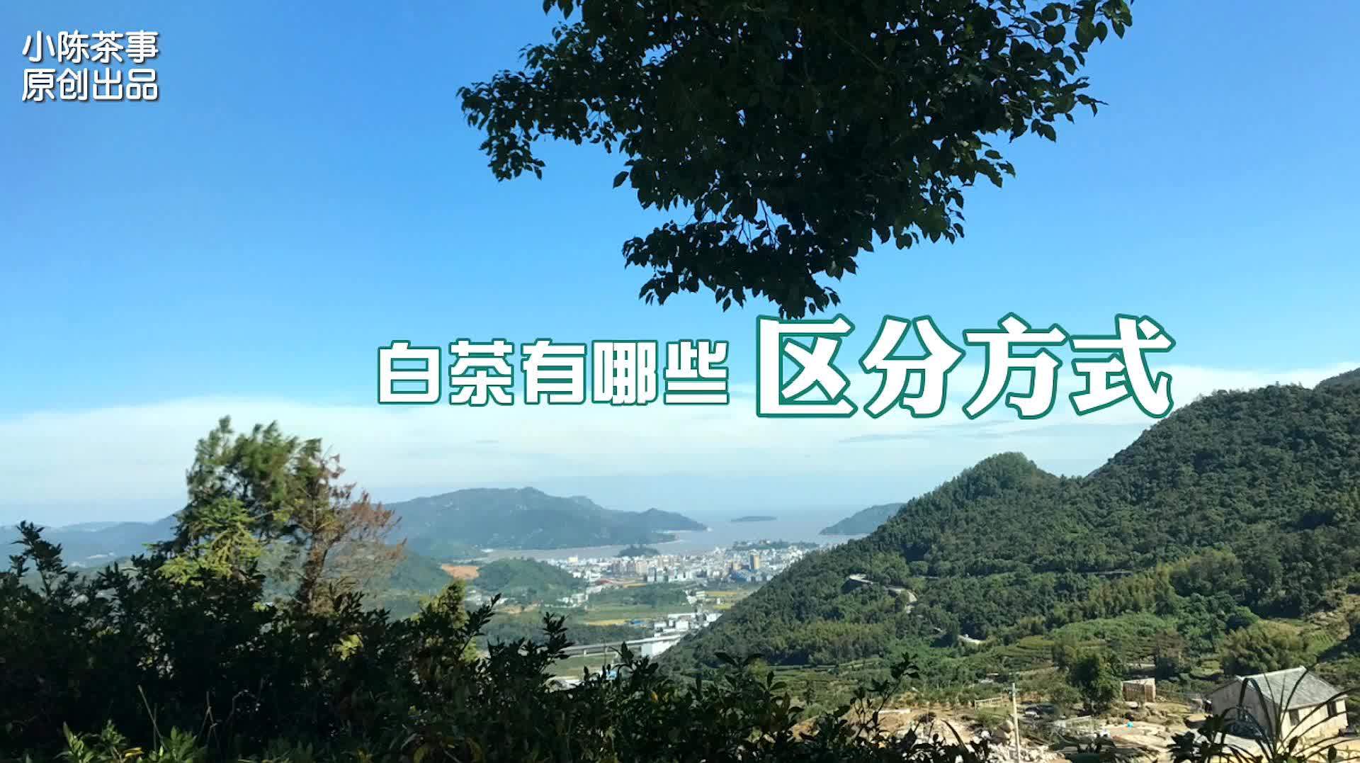 白茶都有哪些分类呢?三分钟告诉你白茶的五大区分方式,别再蒙圈