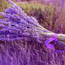 超爱吃荔枝的小东子 