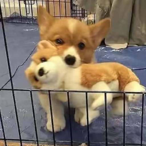 虎行似病丶 