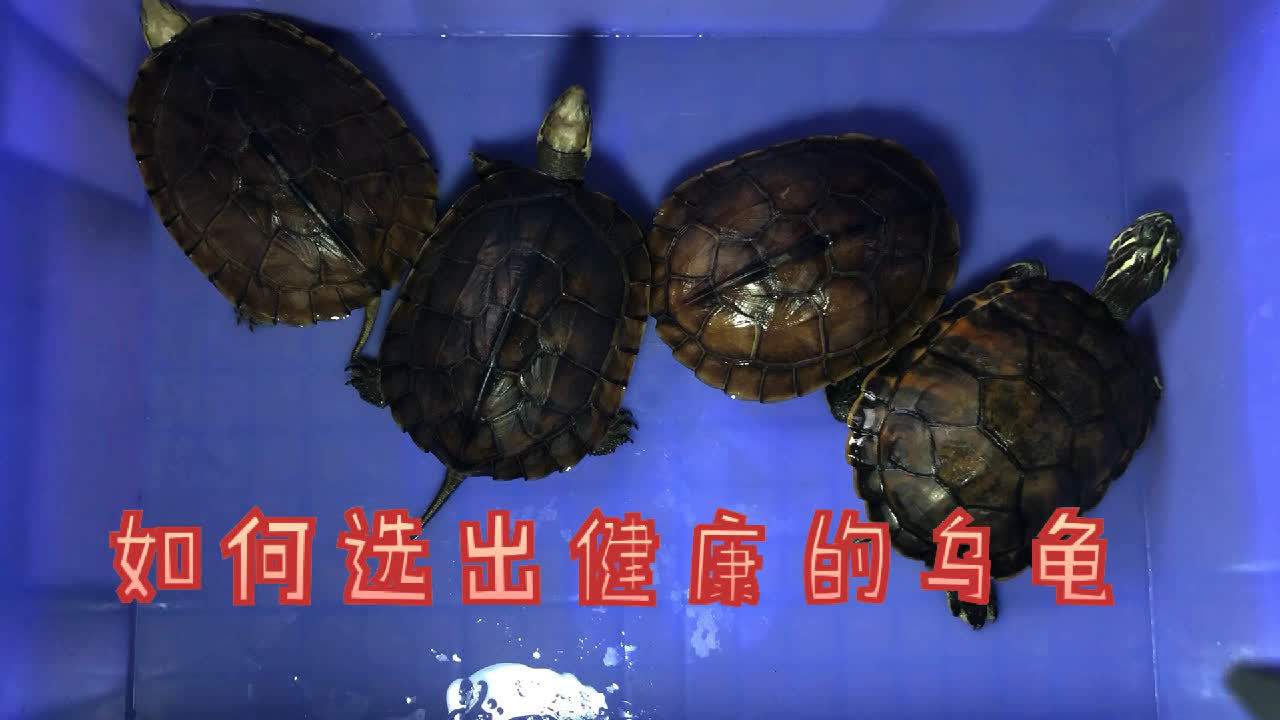 新手养龟:如何选乌龟且选出漂亮而健康的乌龟呢?进来.