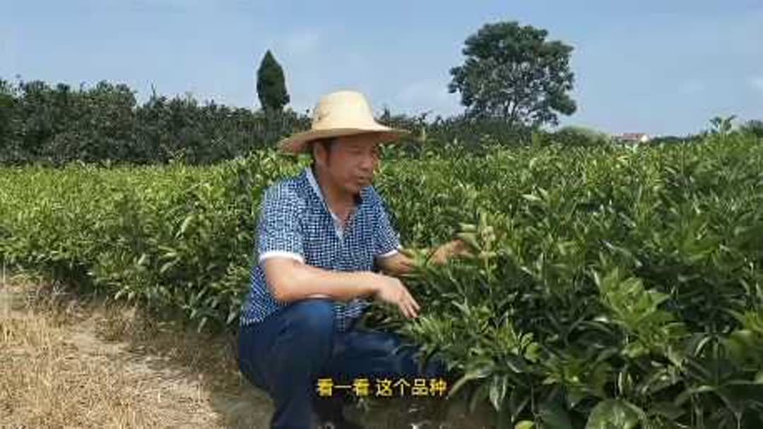 要种柑橘必看,这个热门柑橘品种,建议收藏!