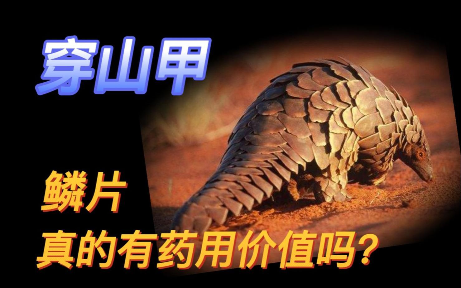 国家二级保护动物穿山甲生存四千万年,它鳞片到底有药用价值吗?