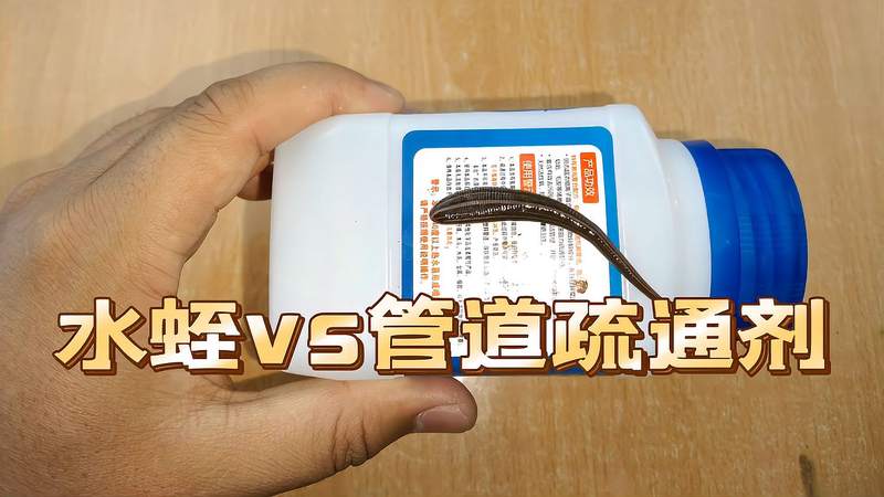 把生命力顽强的水蛭放入管道疏通剂中,会发生什么反应?