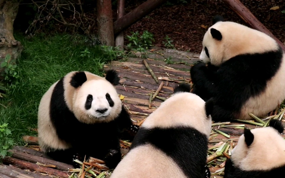 【大熊猫】抬头的这个小可爱是哪位呀～