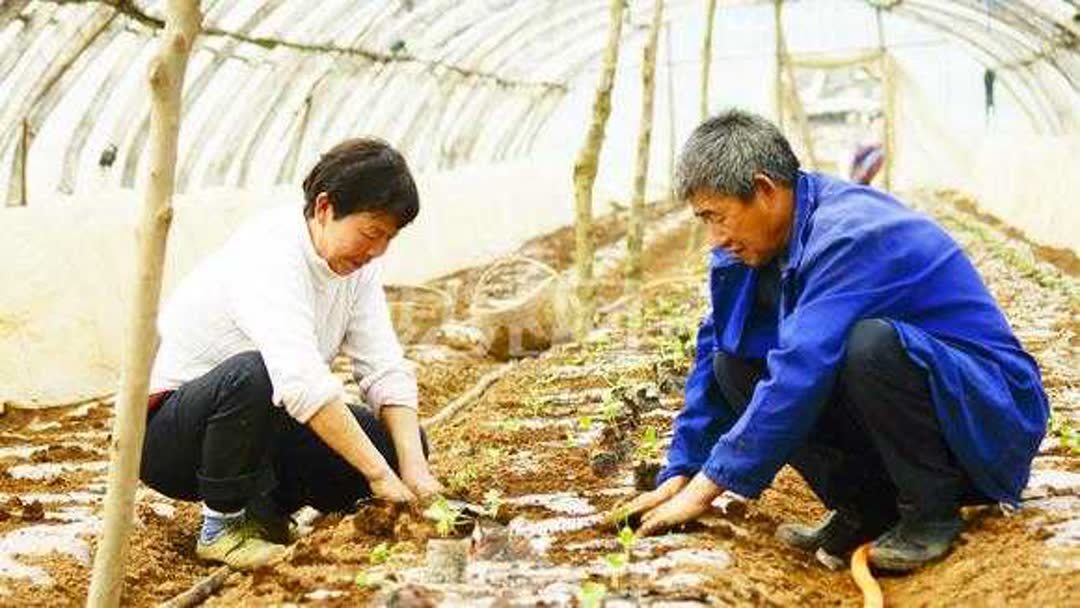 农民:到底是先浇水,再用尿素?还是先撒尿素,再浇水