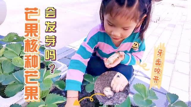 女儿睿睿用牙齿把芒果核咬开,放土里种