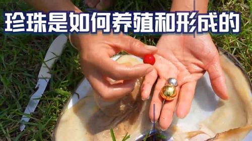 珍珠是如何养殖和产生的!