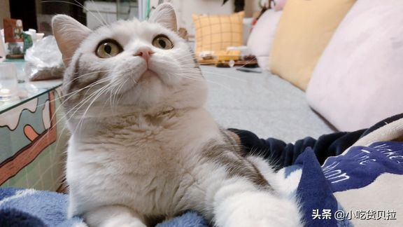 猫咪真是天生的撒娇卖萌高手啊!