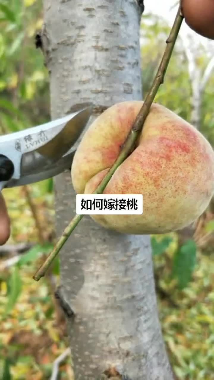嫁接桃树苗 嫁接技术 果树管理 果树种植 我要上热门