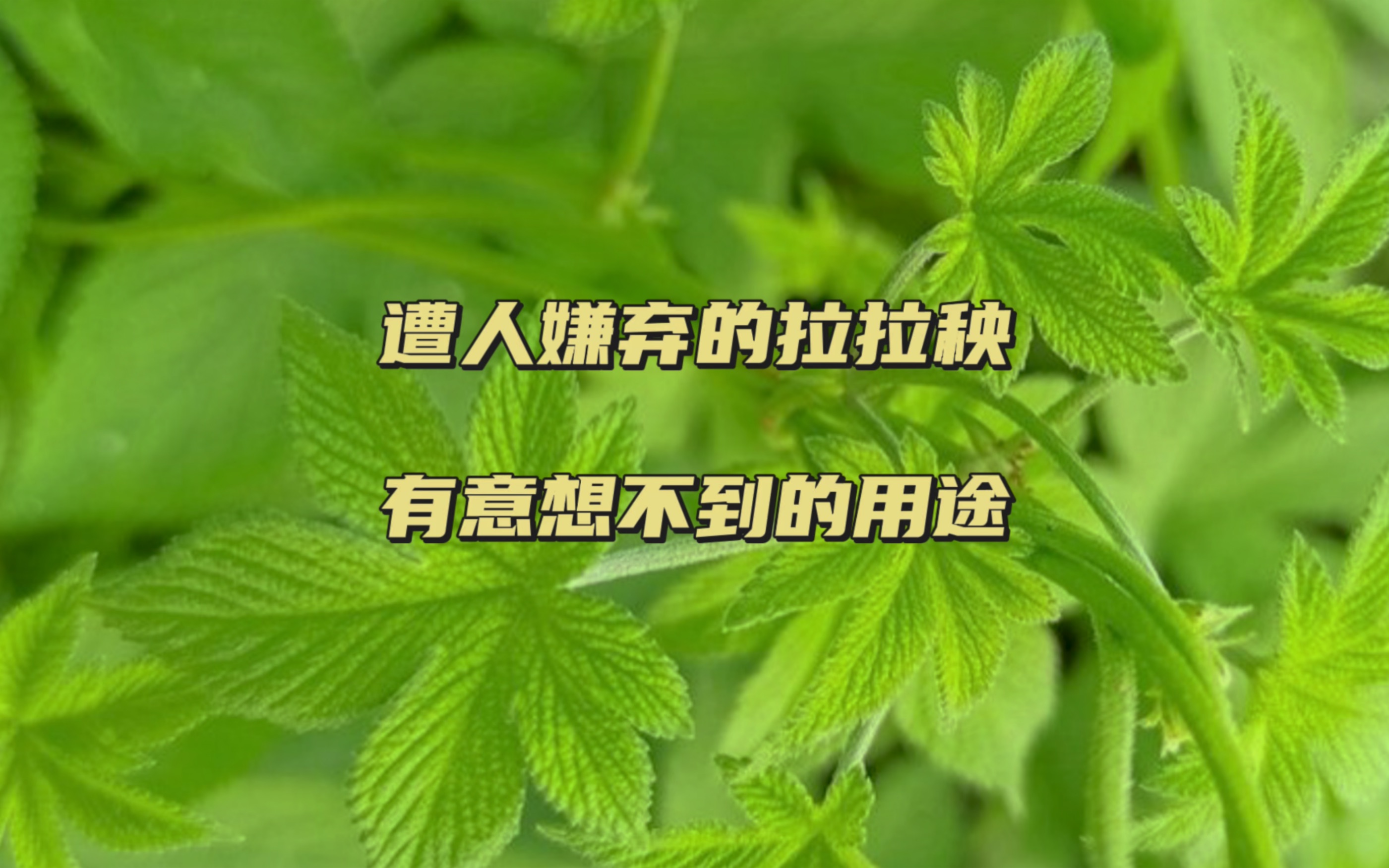农村遭人嫌弃的拉拉秧也有大用途,葎草不仅仅是良好的饲草还清热解毒