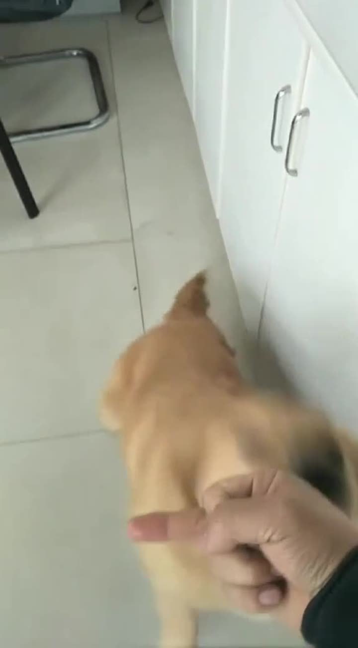 对狗狗竖中指后果很严重的请勿模仿