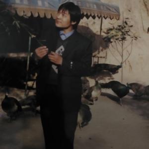 荷花春凤漫垂柳 