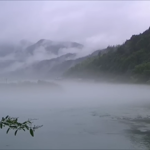 凤尾竹 