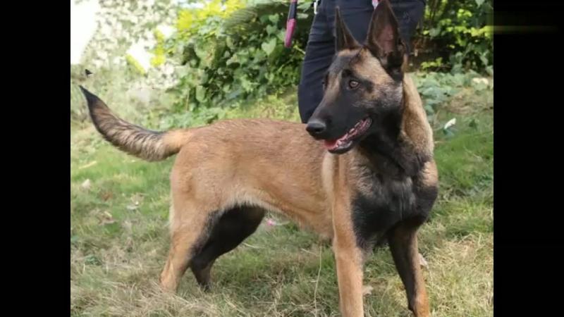 训狗狗上厕所视频_训练狗狗大小便手势_最有效的训狗方法视频教程