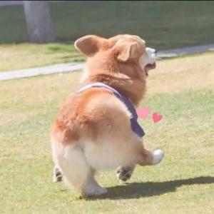 乖乖的小乖 