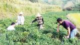 农村种植露地辣椒,这位农民的高产方法,值得学习