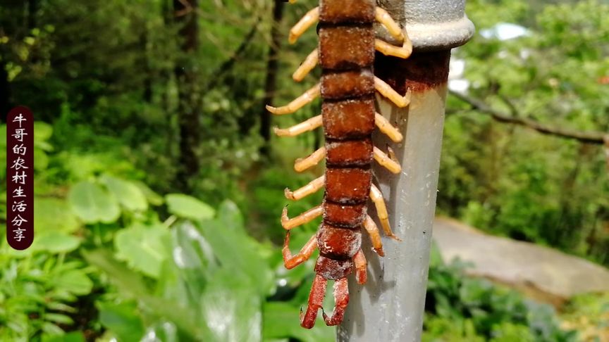 五毒之王之一的这种动物,竟然有这么多的药用价值 一般人不知道