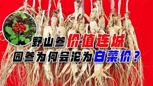 野山参凭啥这样值钱?它有何特殊之处,园参为啥不行?