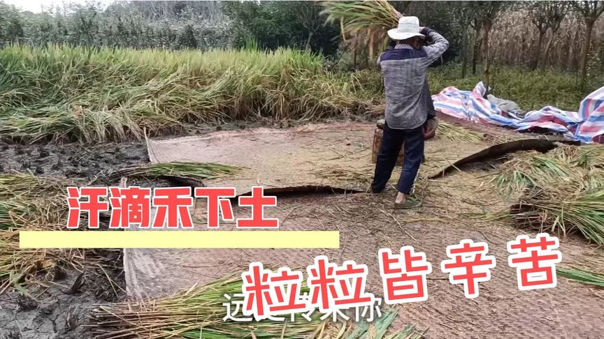 四川农村偏远地区收割稻谷 ,这种过程让你体会到粮食的来之不易