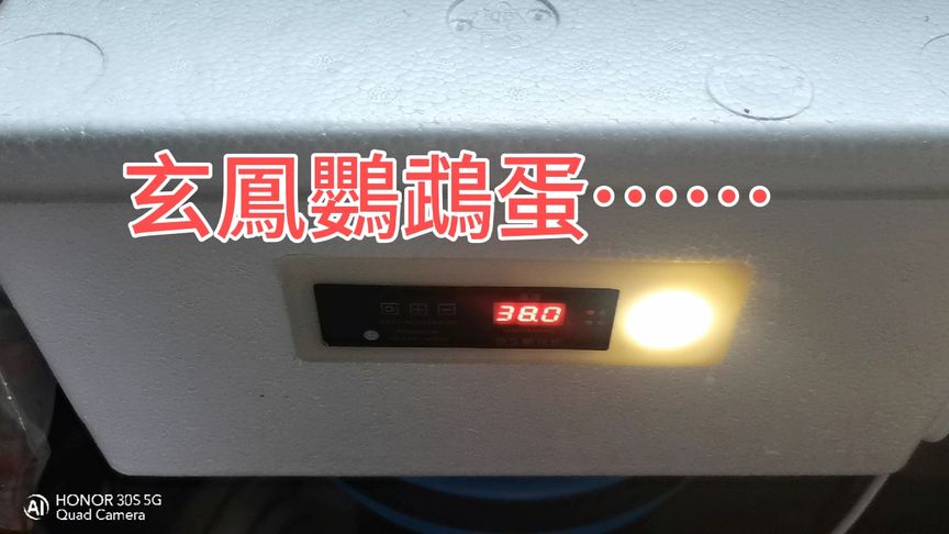 開始探索小鳥生命的起始。