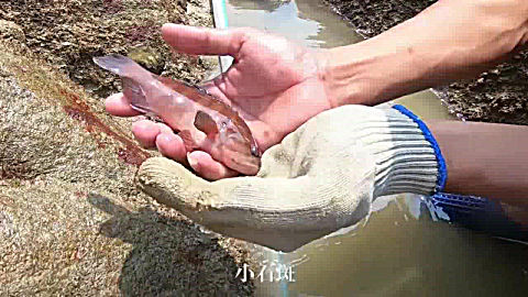 海边大池塘有气泡冒出,小哥水管掏出抽干池塘,怎料越抽越不对劲