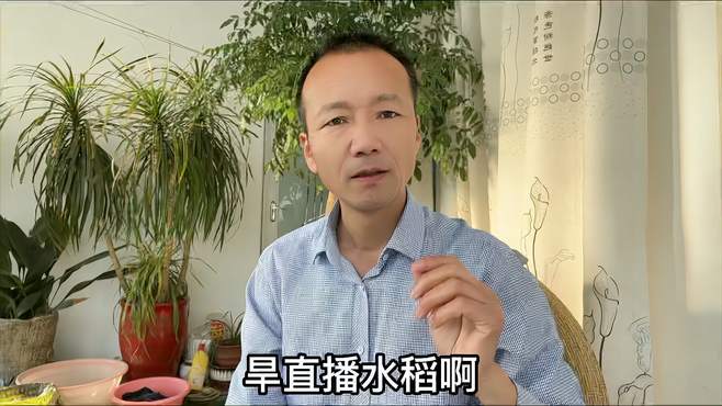 旱种水稻播种前,这个程序必不可少