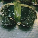 東王⭐ 