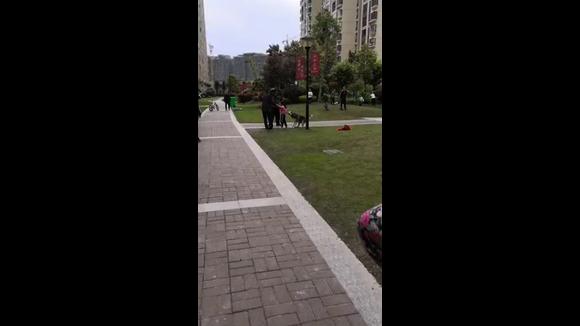 养狗的还是拿绳牵好。看得我头皮发麻。好残忍。不打狗吗?