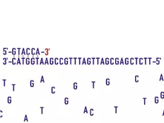人类基因组计划工作原理How to Sequence a Genome