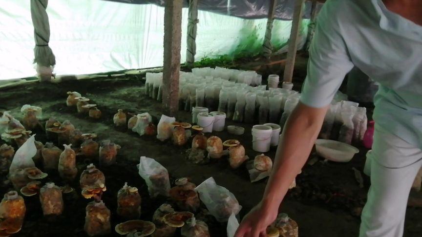 分享蘑菇种植管理过程,记录蘑菇生长点滴!