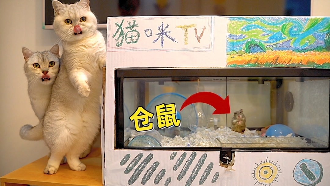 把仓鼠窝改造成猫咪电视,中途翻车做成灵堂,猫:看电视看饿了