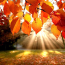 一个爱音乐的孩子