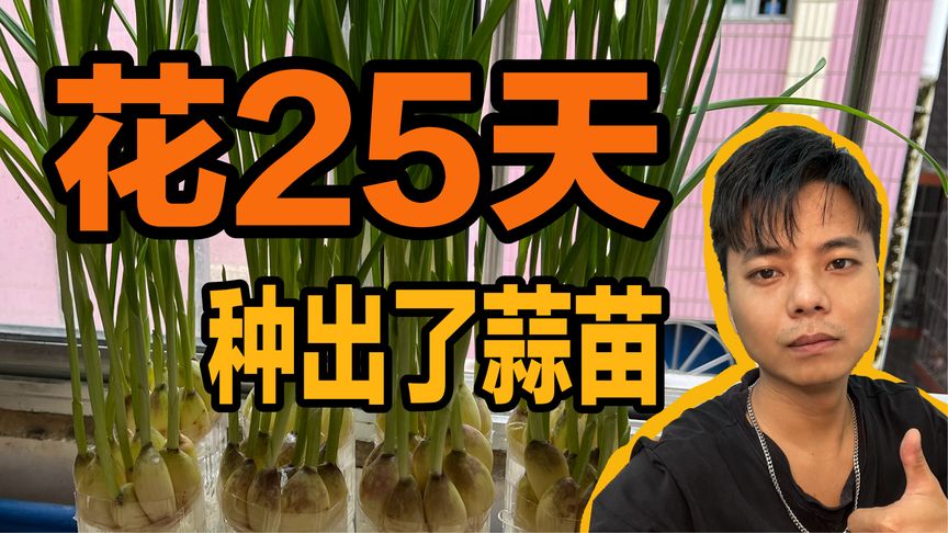 封控居家25天,我种出了蒜苗,种蒜教程来了!