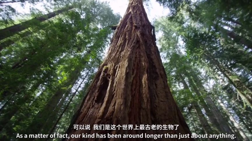 保护森林花草,让天空更蓝,让大地更绿