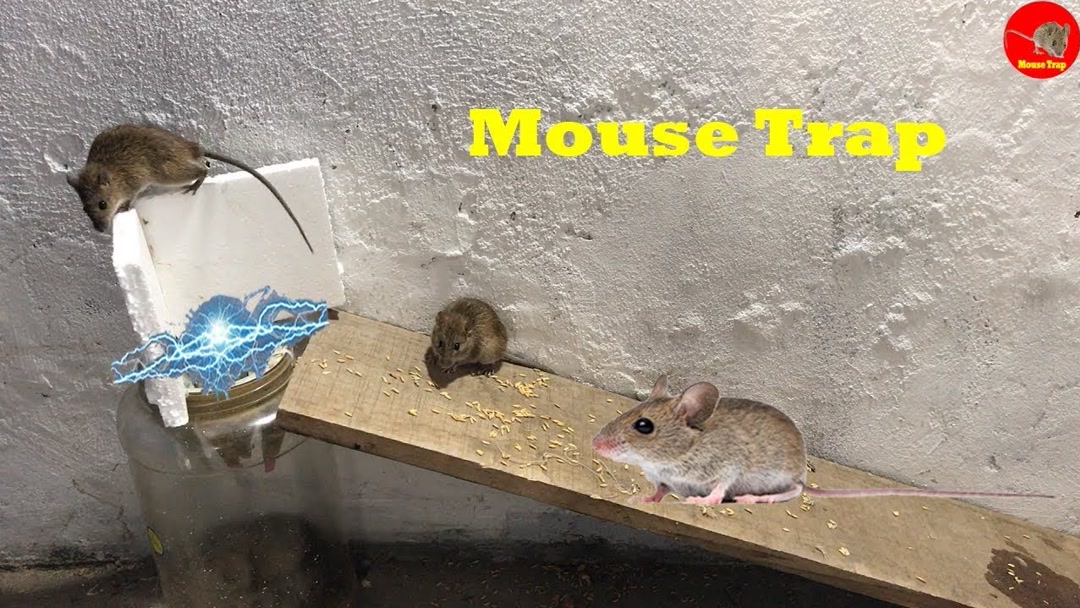 用水瓶自制捕鼠器,这是有史以来最好的捕鼠器!