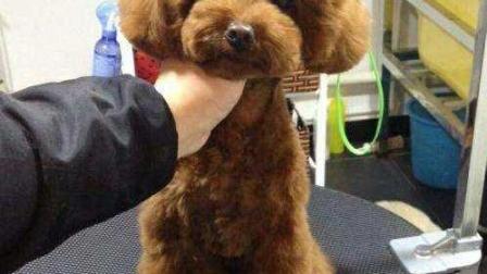 微信公众号天天训狗_训狗视频教程 百度云_训狗教程出售_ 怎么训狗...