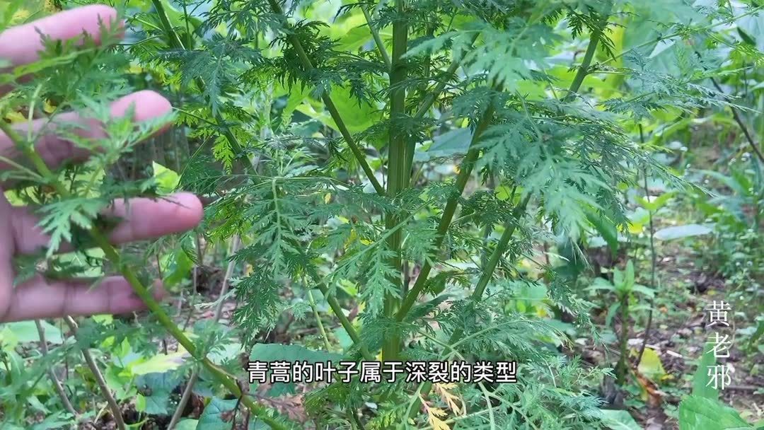屠呦呦从这株小草中提取青蒿素,专治疟疾,农民碰到了却不认识