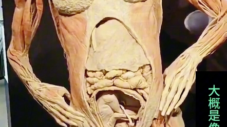 #妊娠#解剖#大体老师#尸变图鉴