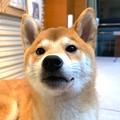端庄优雅小羊f1 