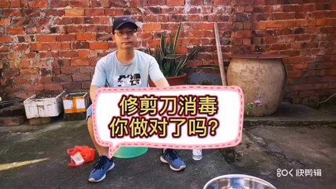 修剪刀消毒#芒果管理新技术#芒果病虫害防治 #农技推广 #三农服务