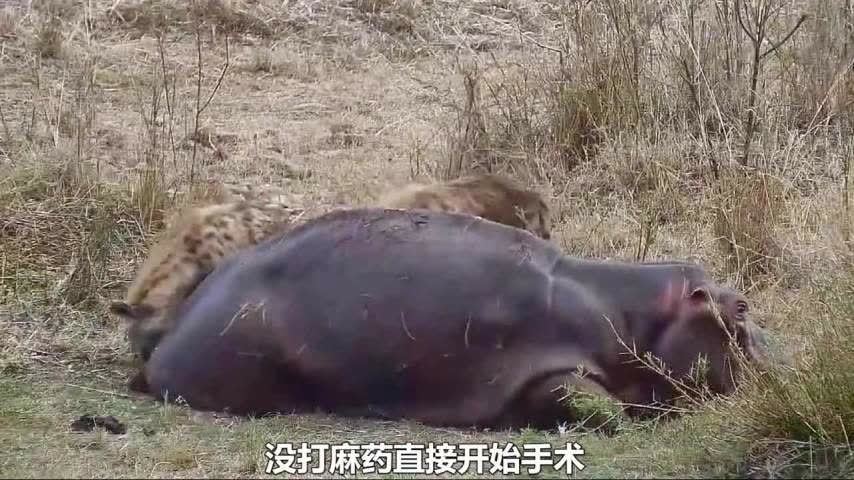 鬣狗给河马,做痔疮切除手术,疼的全身颤抖