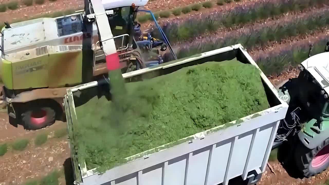 薰衣草精油为什么名贵呢?老外体验精油制作过程,层层工序太复杂