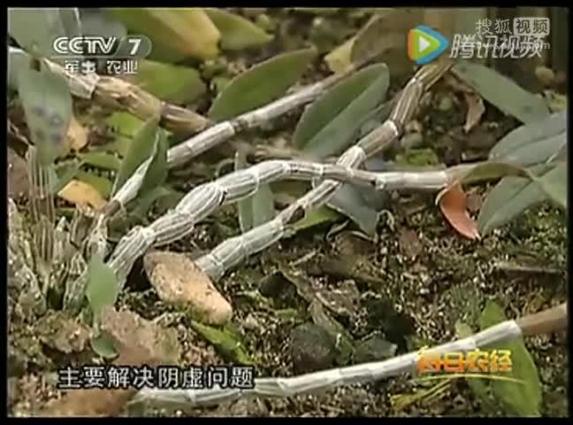 视频版:央视告诉你铁皮石斛的食用方法与功效