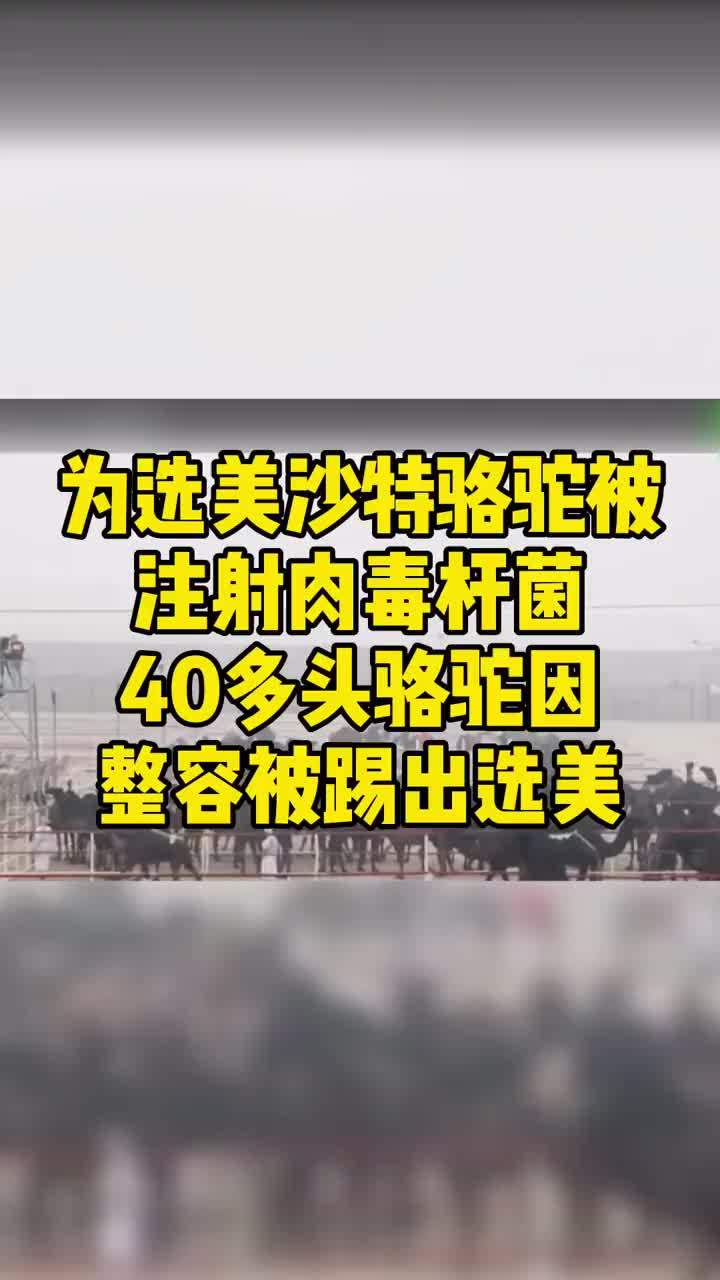 为选美沙特骆驼被注射肉毒杆菌,#如何看待给动物整形#?#40多头骆驼...