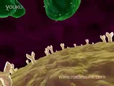 病原在巨噬细胞识别