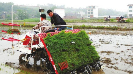 日本作为科技大国,他们是怎么种水稻的呢?看完涨知识了